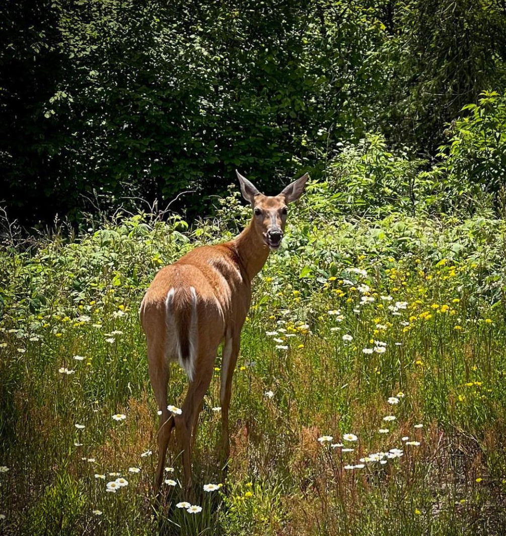Clothing & Apparel – Friends of Quetico Park